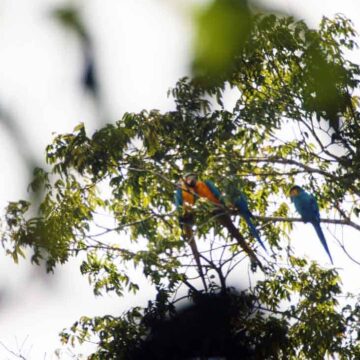 Mythos Amazonas - Amazonasexpedition von Lima nach Belém - RuppertBrasil